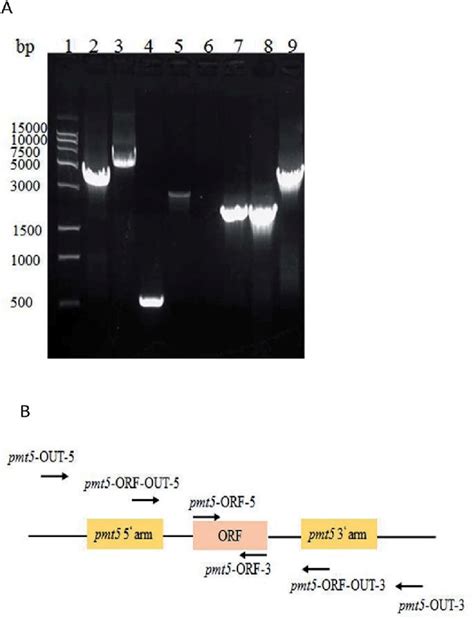 A Pcr Identification Of Pmt5 Gene Knockout Molecular Marker Lane