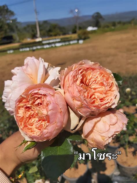🌹กุหลาบ Masora มาโซระ ต้นกุหลาบ ราคาส่ง