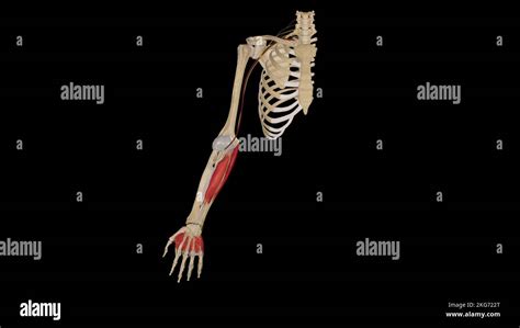 Nerf Dorsal Banque De Photographies Et Dimages à Haute Résolution Alamy