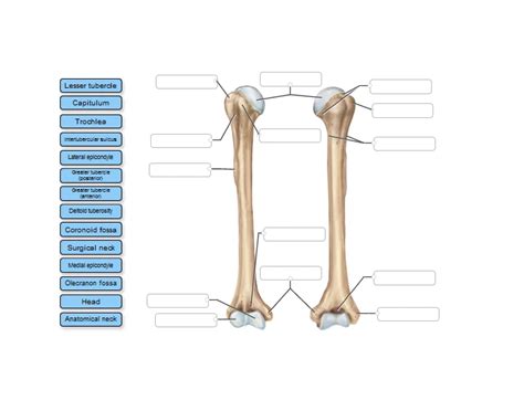 Labeling Humerus Bone Quiz