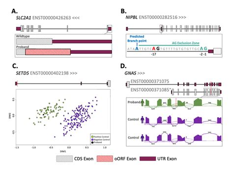 Candidate Diagnostic De Novo Variants A Gene Diagram Showing The