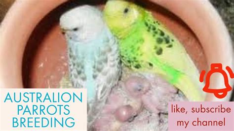 Breeding Progress Australian Parrots Colony Progress YouTube
