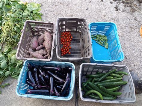 夏野菜イチジク管理収穫倒れた苗の土寄せサツマイモサトイモ試し掘りミニトマト管理