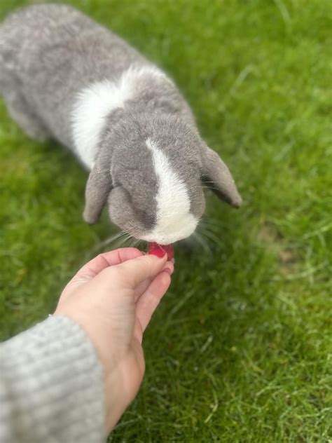 Whats Your Bunnies Favourite Fruit R Bunnies