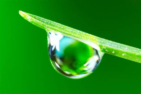 树叶上的水滴图片 树叶上的晶莹水滴素材 高清图片 摄影照片 寻图免费打包下载
