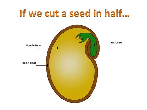 Ppt Seeds Powerpoint Presentation Free Download Id 2521775