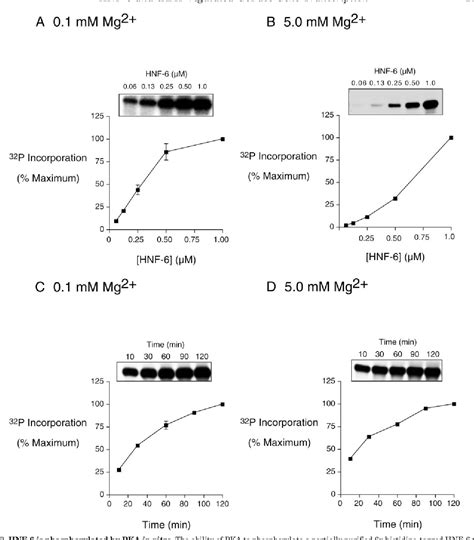 Figure 3 From Protein Kinase A Phosphorylates Hepatocyte Nuclear Factor
