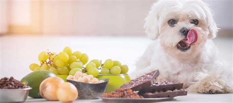 What Foods Your Dog Should Never Eat