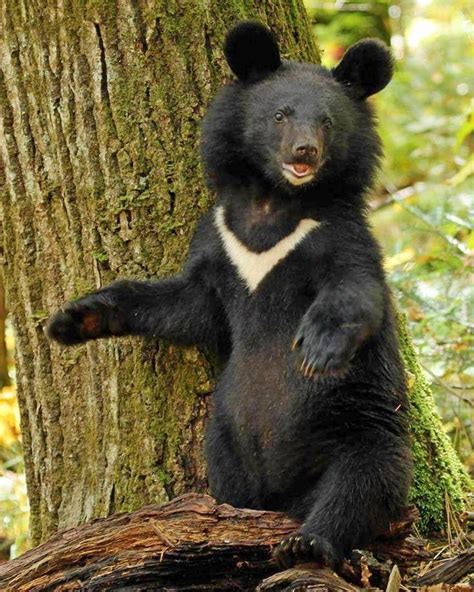 Asian Black Bear Conservation Status At Tia Makowski Blog