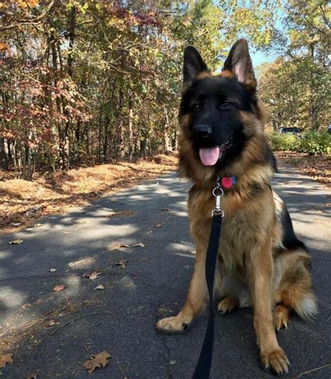German Shepherd Weight And Growth Chart Puppy In Training