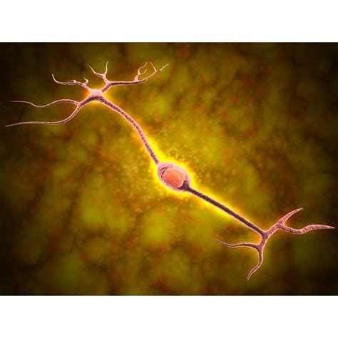 Microscopic View Of A Bipolar Neuron Poster Print