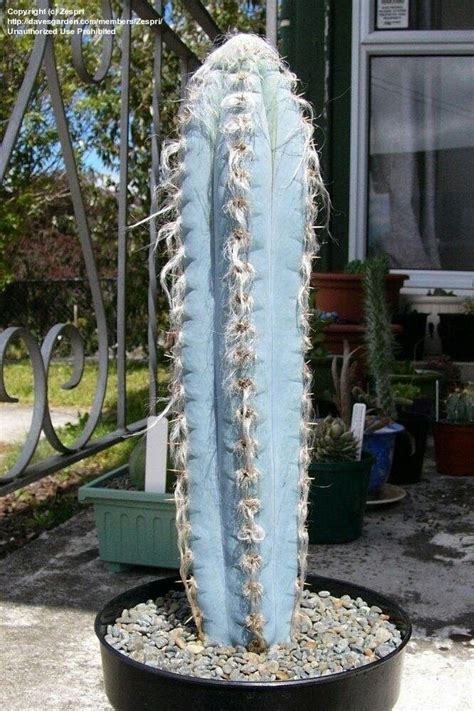 Succulent Bonsai And Cactus Garden