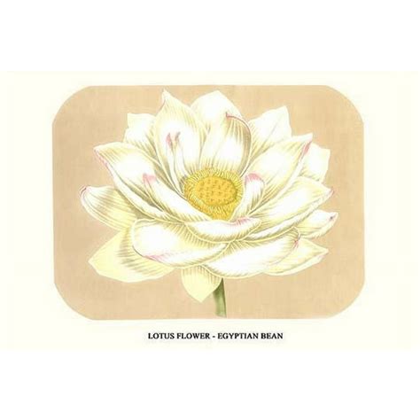 Egyptian Blue Lotus Flower
