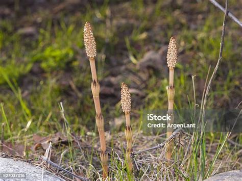 필드 또는 공통접지 호스테일 속 새 류 치 접사를 빛망울 배경기술 0명에 대한 스톡 사진 및 기타 이미지 0명 경외감 계절 Istock