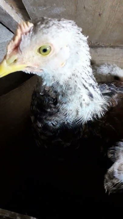 3 უსაყვარლესი წიწილა 🥰🐥🐥🐥 Youtube