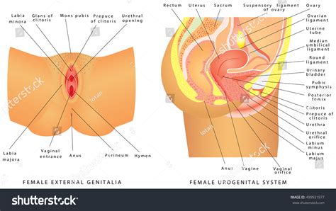 Reproductive System Female External