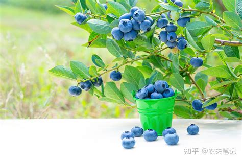 20篇蓝莓种植技术的精华总结上包括品种选择定植授粉和浇水 知乎