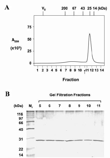 Oligomerization Of Bcl 2 Download Scientific Diagram