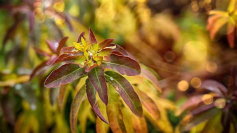 4542285 Plants Depth Of Field Nature Sun Silhouette Bokeh Rare