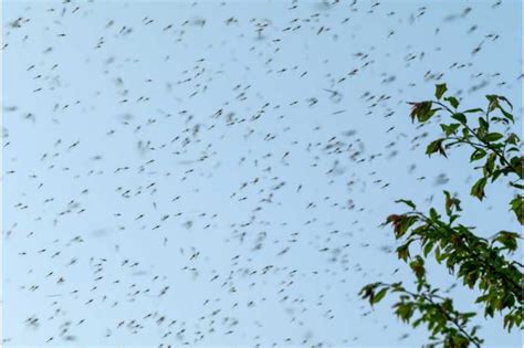 Bugs That Look Like Mosquitoes