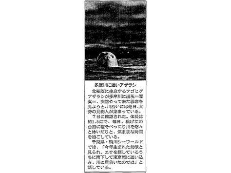 8月7日は何の日20年前多摩川でタマちゃんの姿を初確認 ツギノジダイ