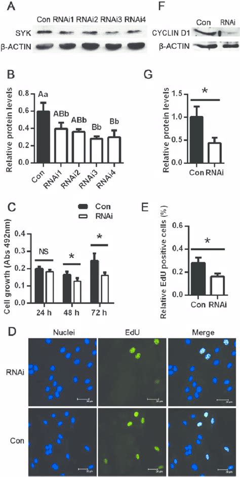 The Effect Of Spleen Tyrosine Kinase Syk Knockdown On Mammary