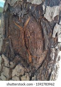 251 Tree Vagina Images Stock Photos 3D Objects Vectors Shutterstock