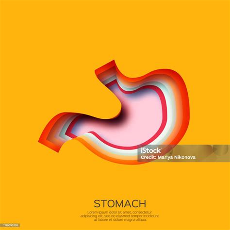 건강한 위장 종이 컷 스타일의 인간의 오르간 기호 오렌지 배경에 소화 시스템 해부학 여러 층에 대한 스톡 벡터 아트 및 기타 이미지 여러 층 복부 사람들 Istock