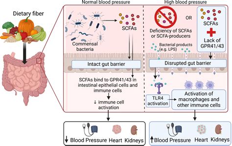 Gut Microbiota Metabolites Sensed By Host Gpr4143 Protect Against