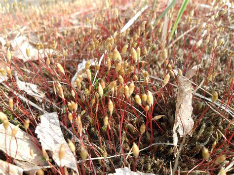 Мох Зозулин льон звичайний Polytrichum Commune