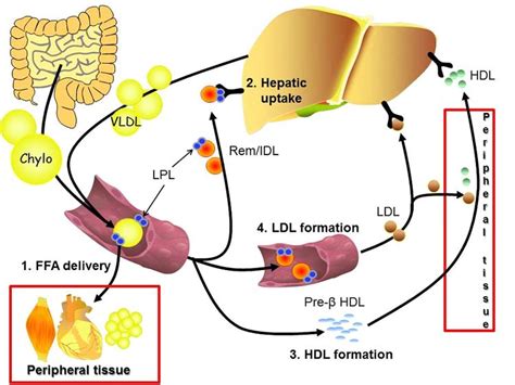Lipoprotein Lipase Alchetron The Free Social Encyclopedia