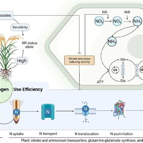 Schematic Representation Of Nitrogen Use Efficiency In Plants This