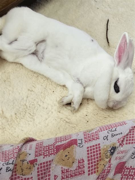 Someone Chewed Through The Ethernet Keyboard And Mouse Chords R Rabbits