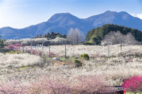 関東の梅名所7選春を先取りするおすすめスポット VELTRA旅行ガイド