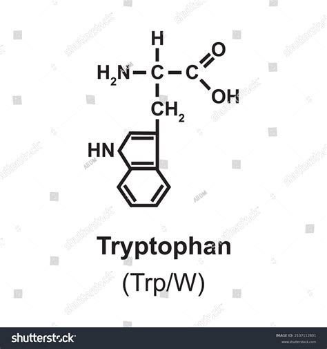 Tryptophan Amino Acid Chemical Structure Vector 库存矢量图（免版税）2107112801