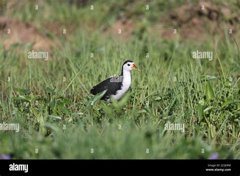 White Breasted Waterhen Amaurornis Phoenicurus In Borneo Island