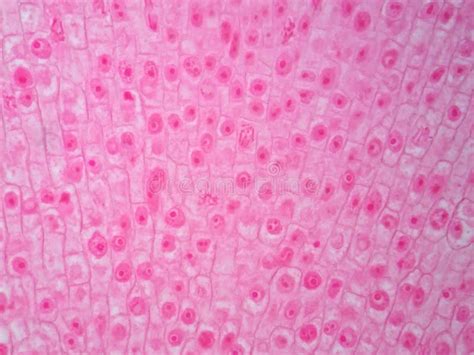 Cross Sections Of Plant Stem Under Microscope View Show Structure Of Parenchyma Cells Stock