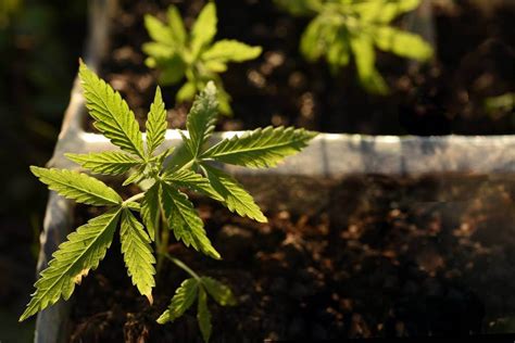 Cómo preparo tierra de cultivo para marihuana Van Nutrients