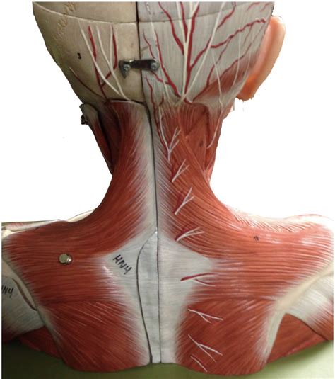 Somso Model 12 Diagram Quizlet
