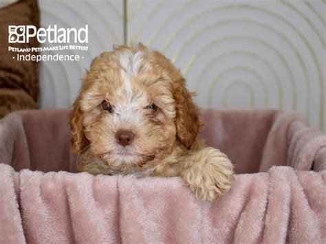 Cockapoo 2nd Generation Small Animal Apricot White Markings Id5639