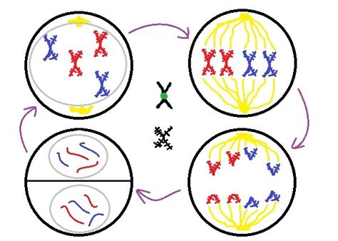 Diagram Of Ocr A Level Biology Cell Division Mitosis Quizlet