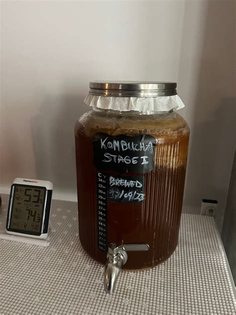 Organic Kombucha Tea Scoby With Starter Fluid Grown With Organic