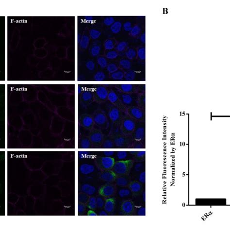 Determination Of Subcellular Localization Of Er Subtypes In A431 Cells