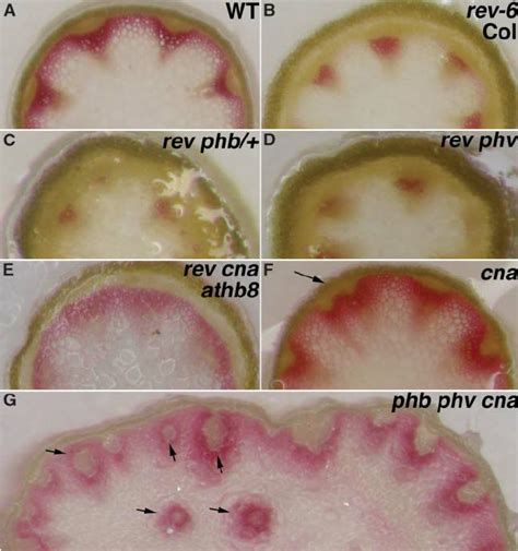 Hd Zip Iii Genes Regulate Vascular Patterning In Inflorescence Stems