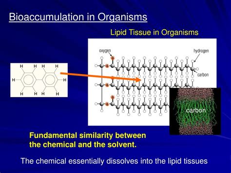 Ppt Toxic Bioaccumulative Chemicals Powerpoint Presentation Free