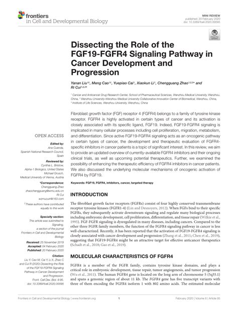 Pdf Dissecting The Role Of The Fgf19 Fgfr4 Signaling Pathway In