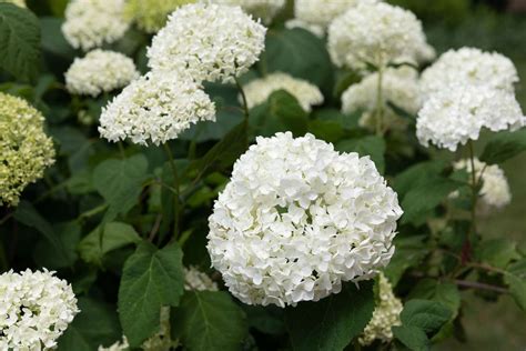 How To Prune Hydrangeas
