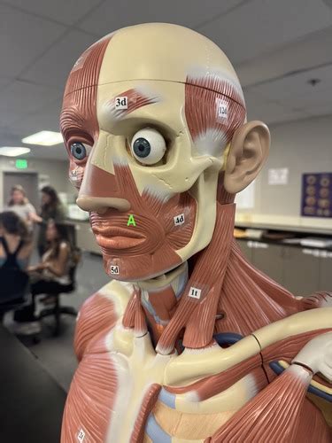 Muscle Practical Flashcards Quizlet