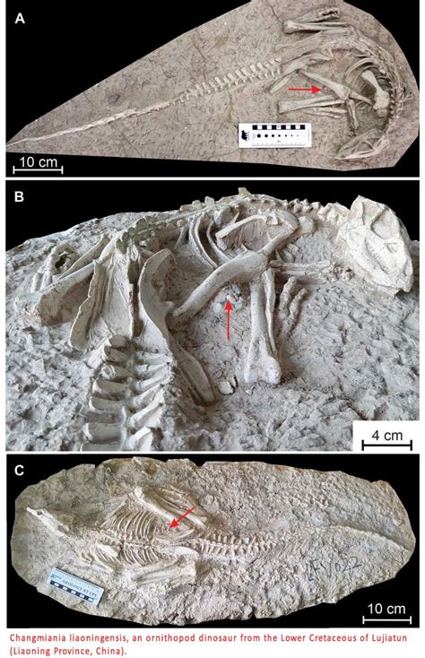 125 Million Year Old Dinosaur Buried In China Liaoning Province