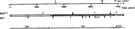 Figure 1 From Nucleotide Sequence Of The Transforming Early Region E1b